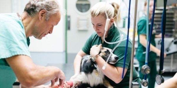 New Veterinary Clinic Setup | Georgian Anesthesia and Medical Corp.